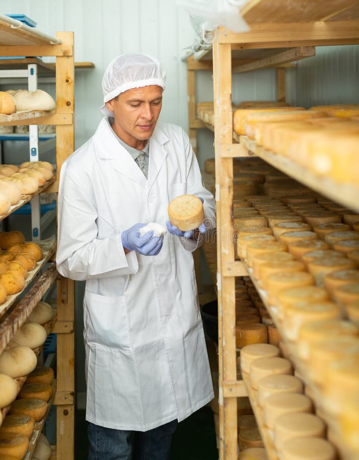 Cheese Maker Controlling Maturing Process of Cheese Wheels Stock Photo ...