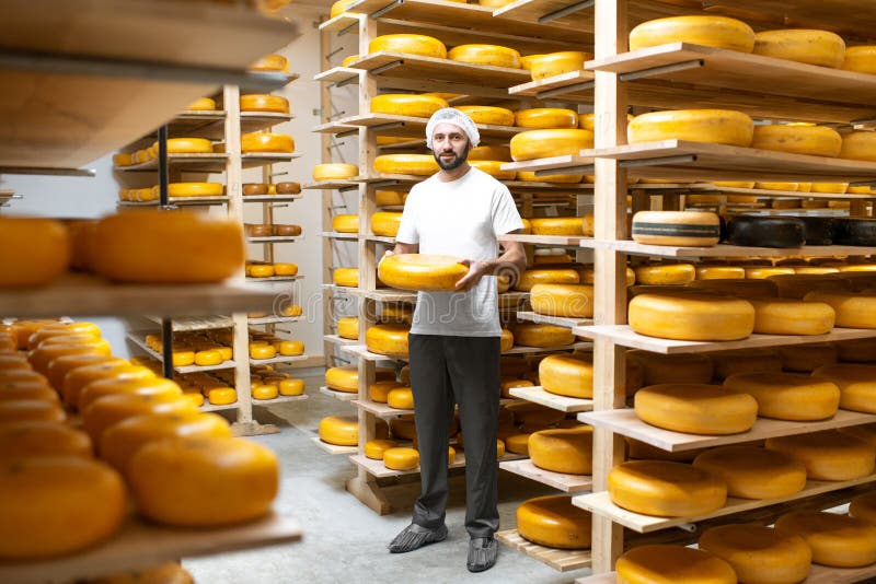 Cheese Maker at the Cheese Storage Stock Image - Image of product, food ...