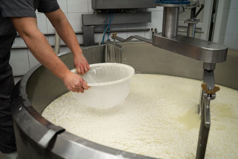 Cheese Maker Straining Curd from Whey while Working in Dairy Production ... Cheese Maker Straining Curd from Whey while Working in Dairy Production ...
