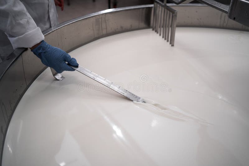 Cheese Maker Testing the Whey and Milk on Factory. Cheese Production ...