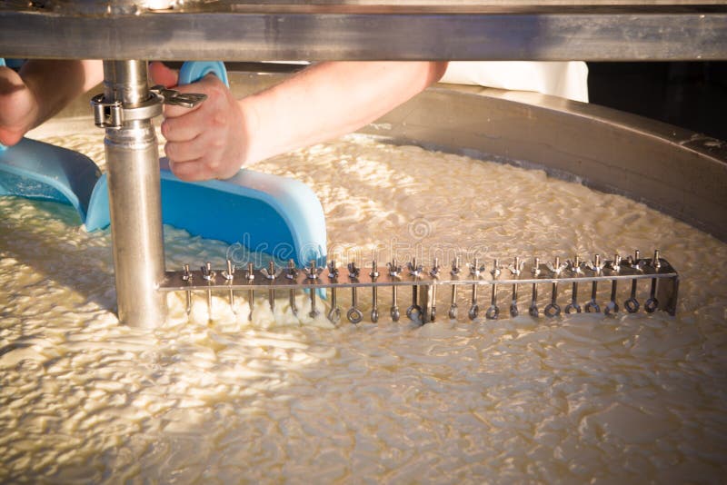 Cheese vats in the dairy stock image. Image of dairy - 136869799