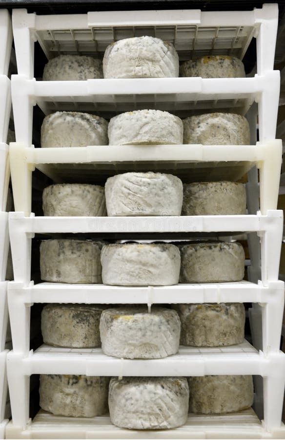Cheese maturing in a dairy stock photo. Image of tasty - 65460644