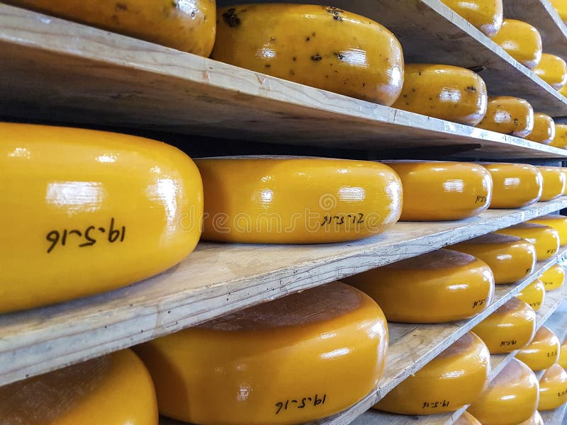 Cheese maturing on a shelf editorial stock image. Image of healthy ...