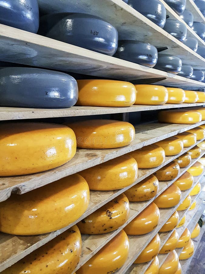 Cheese maturing on a shelf editorial stock image. Image of edam - 199504949