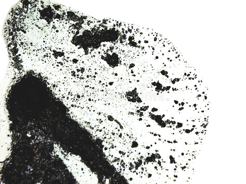 Cheese mold micrograph stock photo. Image of mold, microscope - 80913256