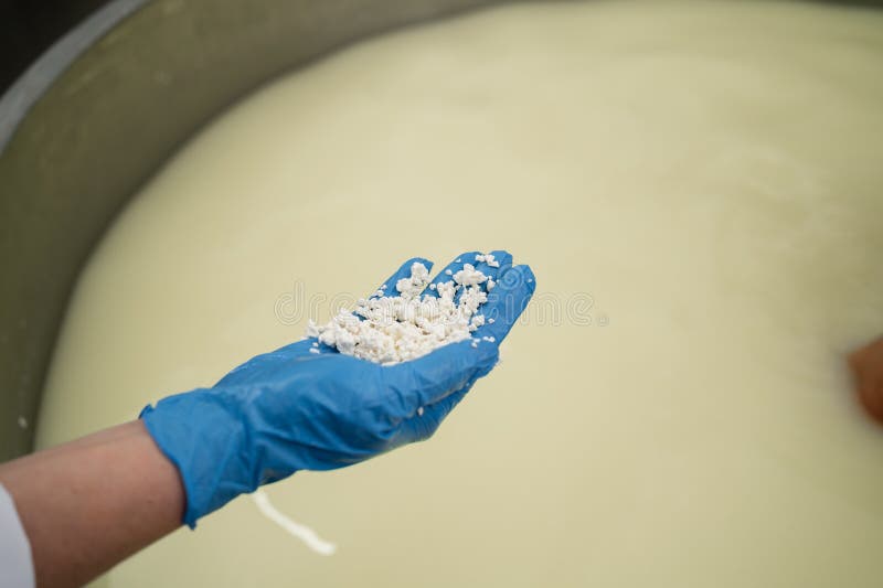 Cheese Production Cheesery Dairy Farming. Manual Labor in the ... Cheese Production Cheesery Dairy Farming. Manual Labor in the ...