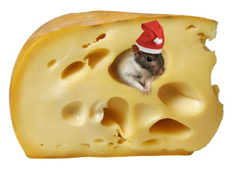 Cheese and rat stock photo. Image of mouse, small, animals - 3871412