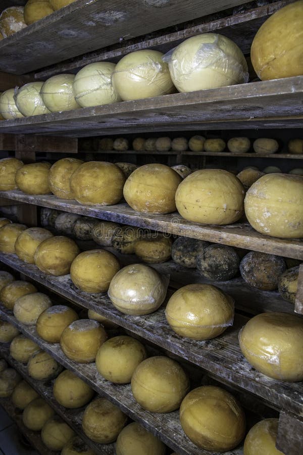 Cheese in Ripening Cellar on Familiar Industry Stock Image - Image of ...