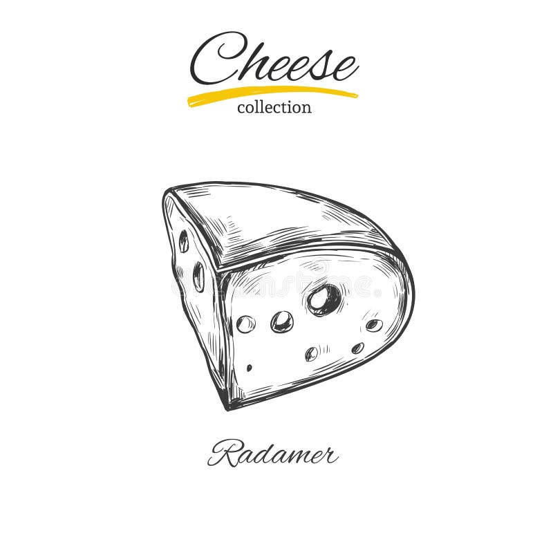 Cheese . Vector hand drawn stock vector. Illustration of isolated ...