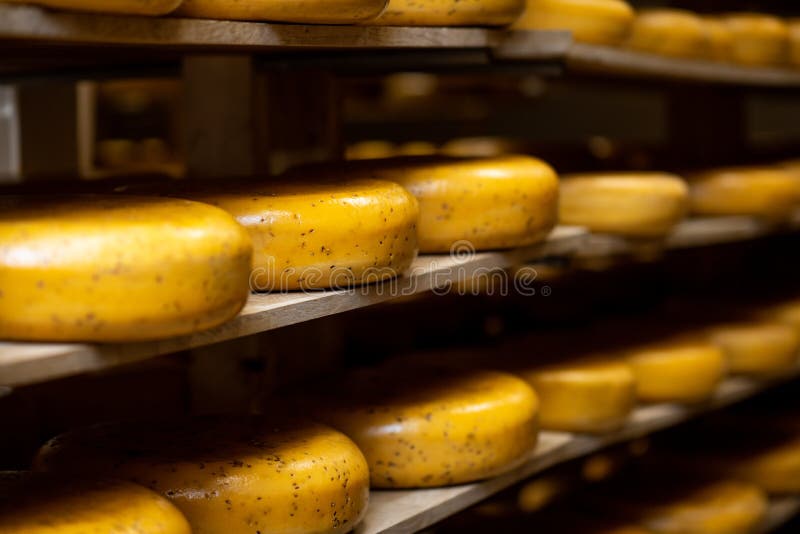 Cheese Wheels during the Aging Process Stock Image - Image of italian ...