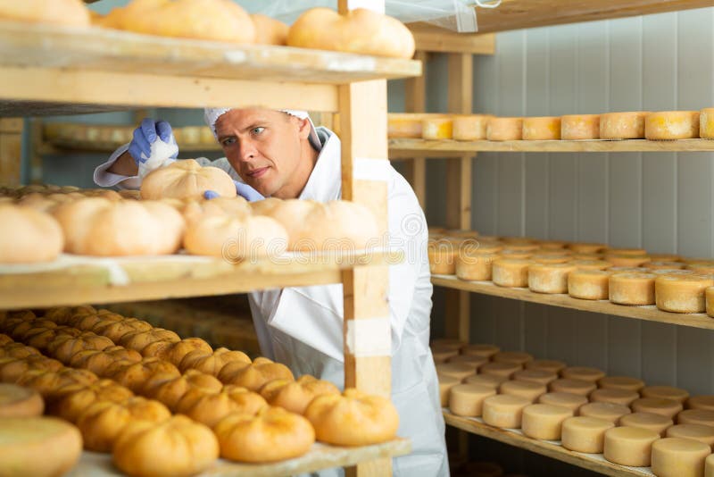 Cheesemaker Checking Aging Process of Cheese in Maturing Chamber Stock ...