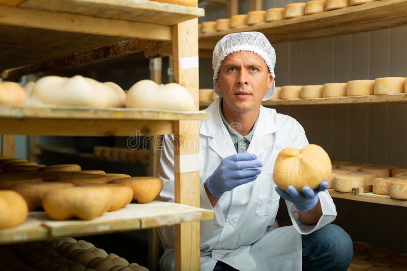 Cheesemaker Checking Aging Process of Cheese in Maturing Chamber Stock ...