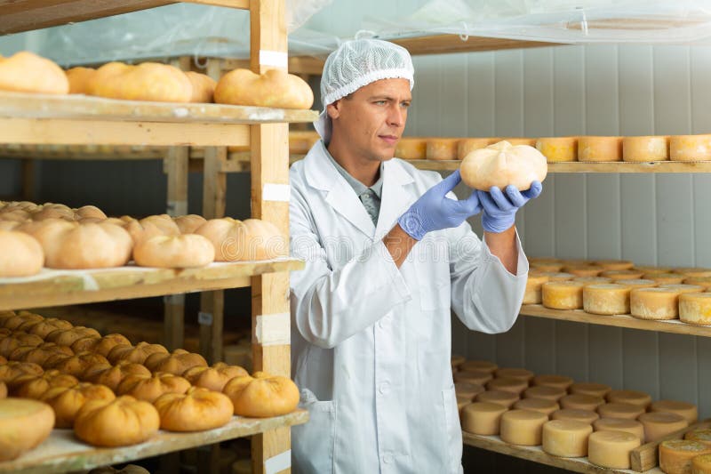 Cheesemaker Checking Aging Process of Cheese in Maturing Chamber Stock ...