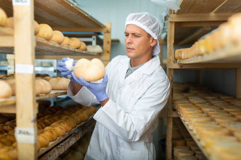 Cheesemaker Checking Aging Process of Cheese in Maturing Chamber Stock ...