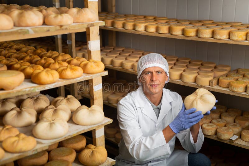 Cheesemaker Checking Aging Process of Cheese in Maturing Chamber Stock ...