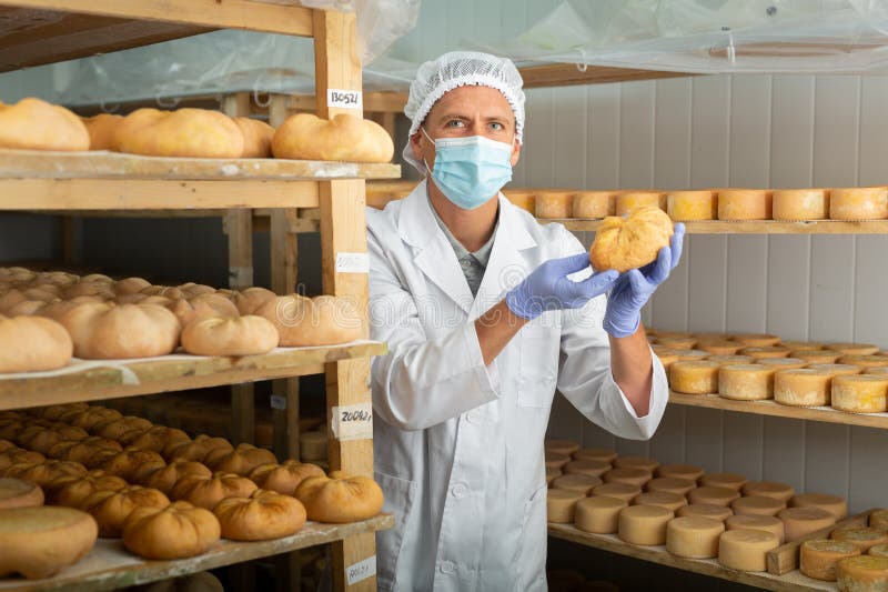 Cheesemaker Checking Aging Process of Goat Cheese in Maturing Chamber ...