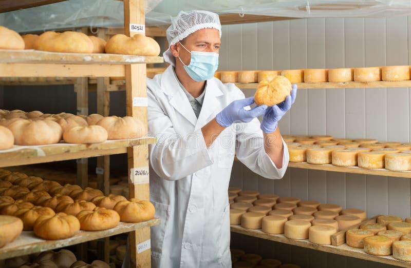 Cheesemaker in Mask Controlling Maturing Process of Cheese Wheels Stock ...