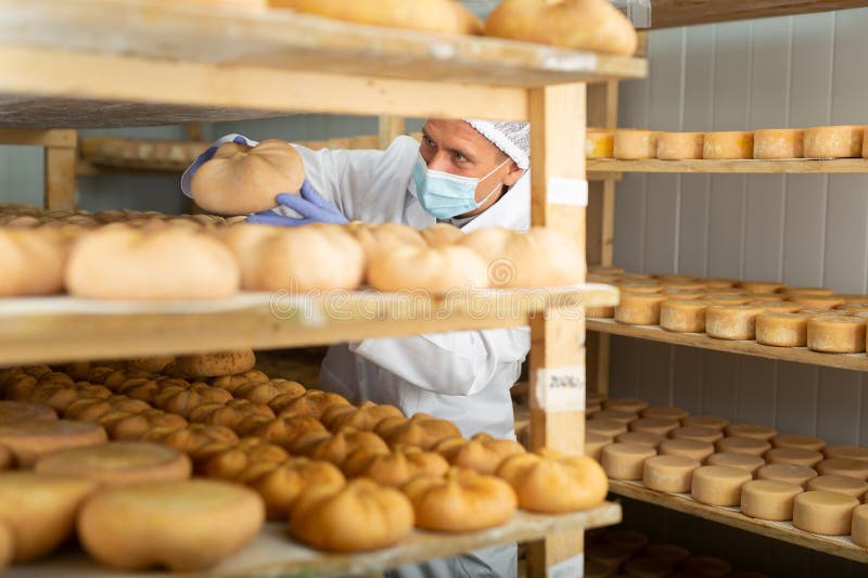 Cheesemaker in Mask Controlling Maturing Process of Cheese Wheels Stock ...