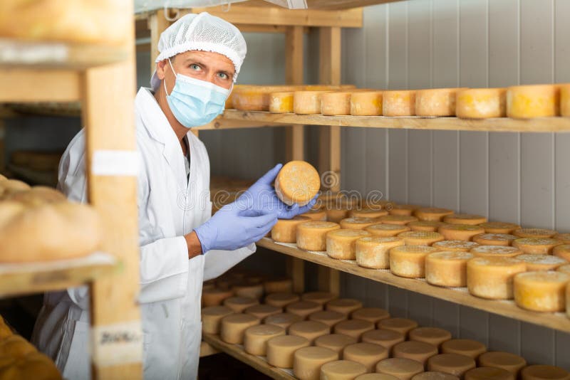 Cheesemaker in Mask Controlling Maturing Process of Cheese Wheels Stock ...