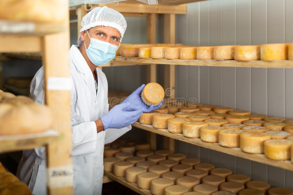 Cheesemaker in Mask Controlling Maturing Process of Cheese Wheels Stock ...