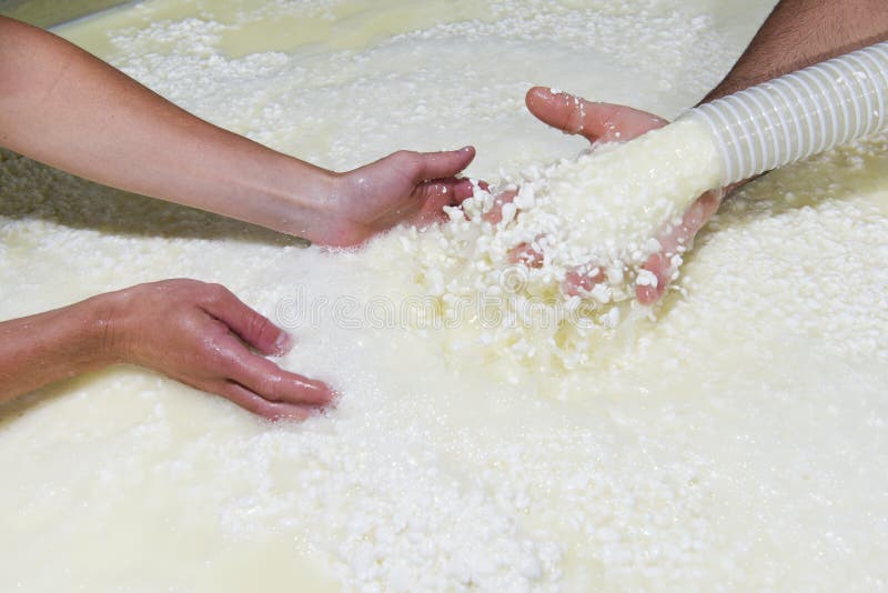 Cheesemaker Pours Cheese Just Curdled Stock Photo - Image of cooking ...