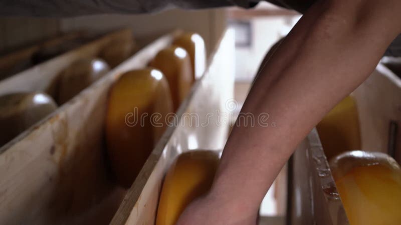 Cheesemaker at the Storage with Shelves Full of Cheese Wheels during ...