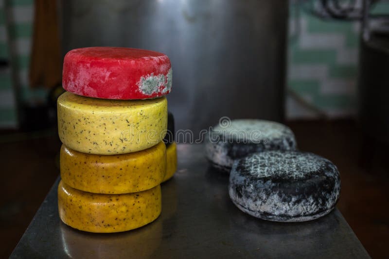 Cheeses with Mold in Latex in Production in Dairy, Stock Photo - Image ...