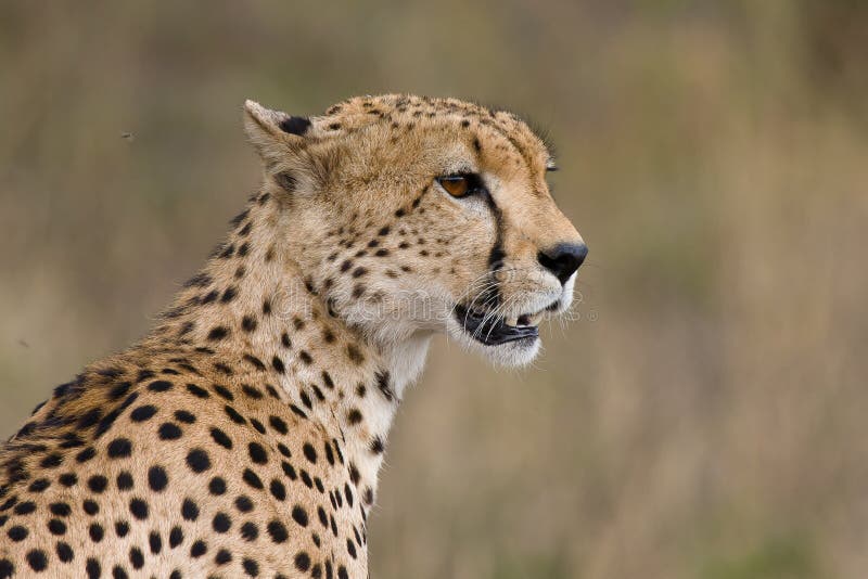 Cheeta stock photo. Image of predator, mammals, felidae - 27372296