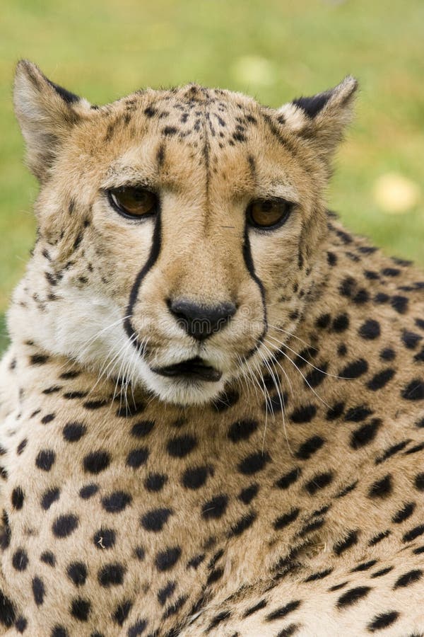 Relaxed Cheetah stock image. Image of carnivore, leopard - 21450491