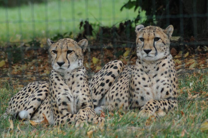 Cheeta stock image. Image of animal, nature, wildlife - 106448547