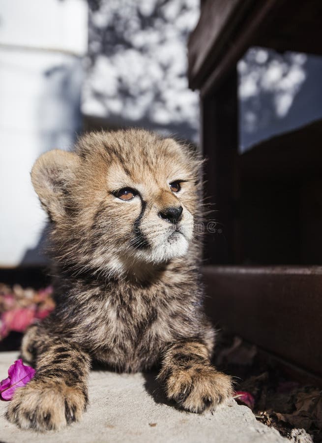 Cheeta Cub Sitting in the Sun Stock Photo - Image of acinonyx, portrait ...