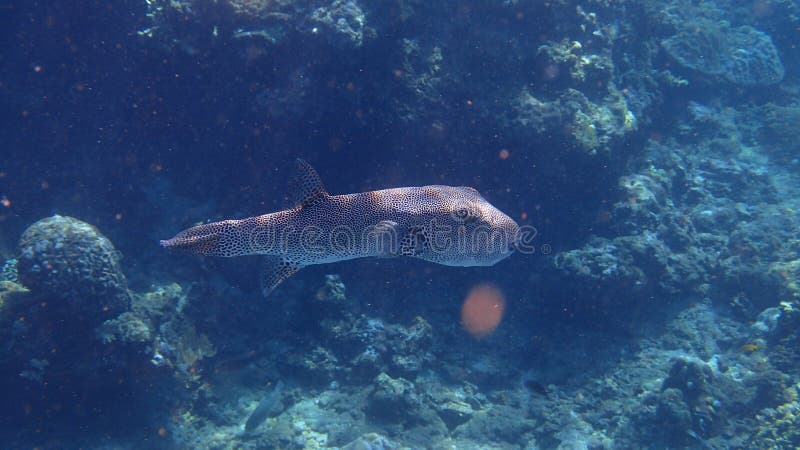 Cheeta Fish Stock Photos - Free & Royalty-Free Stock Photos from Dreamstime