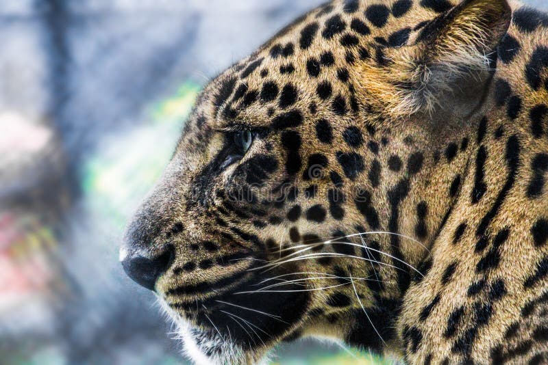 The Cheeta in Forest Night Black Color Stock Image - Image of color ...