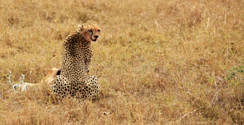 Cheeta Having Dinner Picture. Image: 2912808