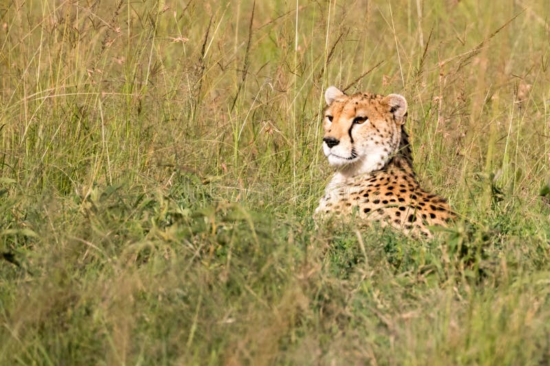Cheeta lying in the grass stock photo. Image of fauna - 324154694