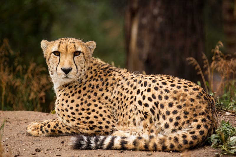 Cheeta resting in a shade stock image. Image of sitting - 61538701