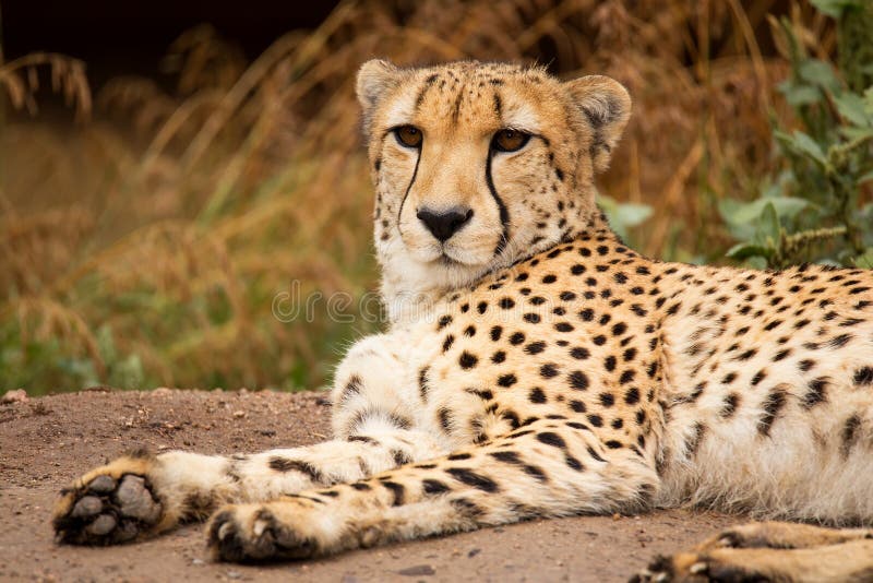 Cheeta resting in a shade stock image. Image of mammal - 64902973