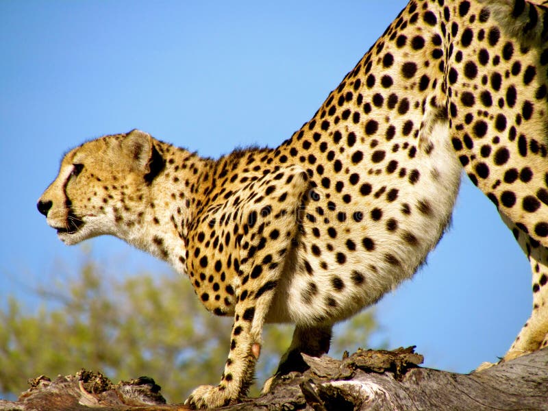 Cheetah 1 stock image. Image of mammal, botswana, pose - 22724113
