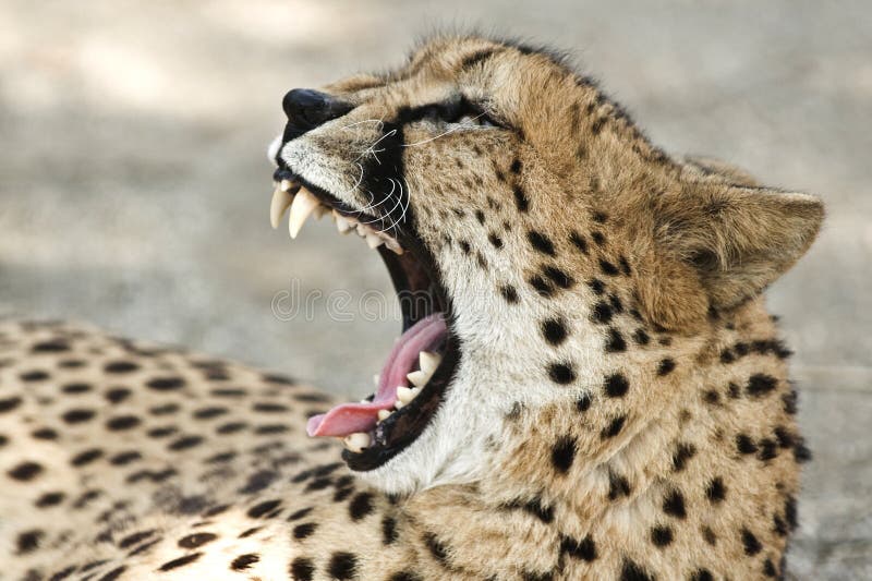 Cheetah stock photo. Image of teeth, wide, cheetah, mammal - 10133484