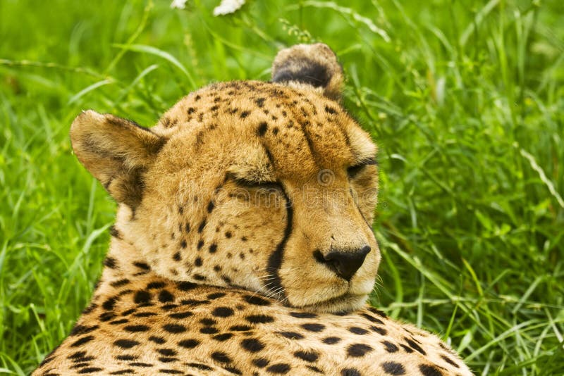 Cheetah Sleeping On The Tree In Zoo Stock Image - Image of fast, grass ...