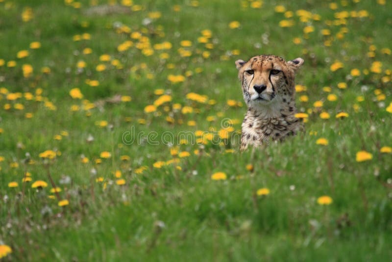 Cheetah stock photo. Image of animal, wild, cheetah, flower - 11173780