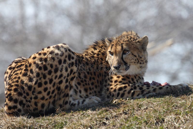 Cheetah stock photo. Image of wild, hunter, nature, animal - 11232426