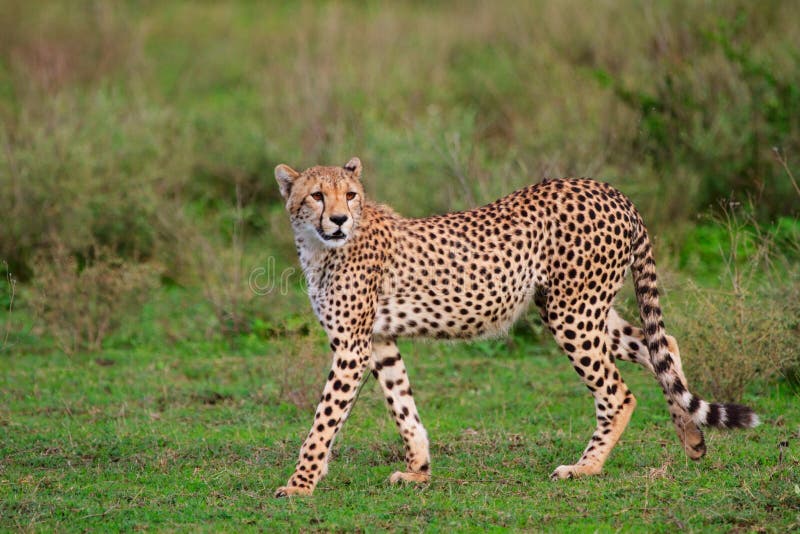 Walking Alligator stock photo. Image of claws, eater - 21762620