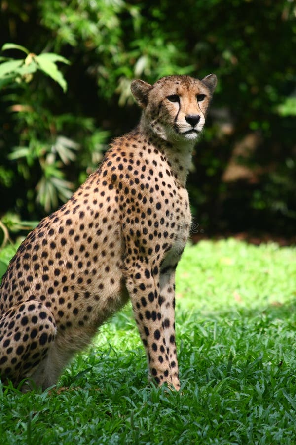 Cheetah stock image. Image of endangered, color, carnivore - 12682721