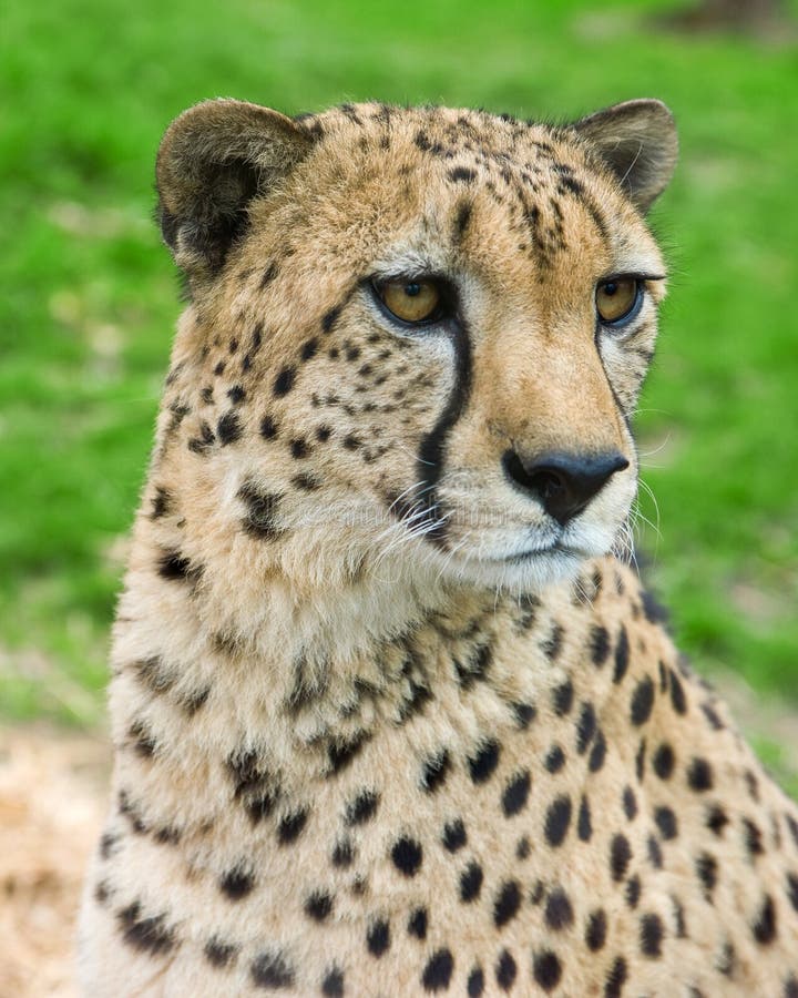 Kudu bull stock photo. Image of looking, nature, daytime - 20913642