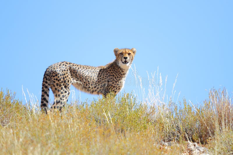 Cheetah stock image. Image of hunters, cubs, felidae - 13807287