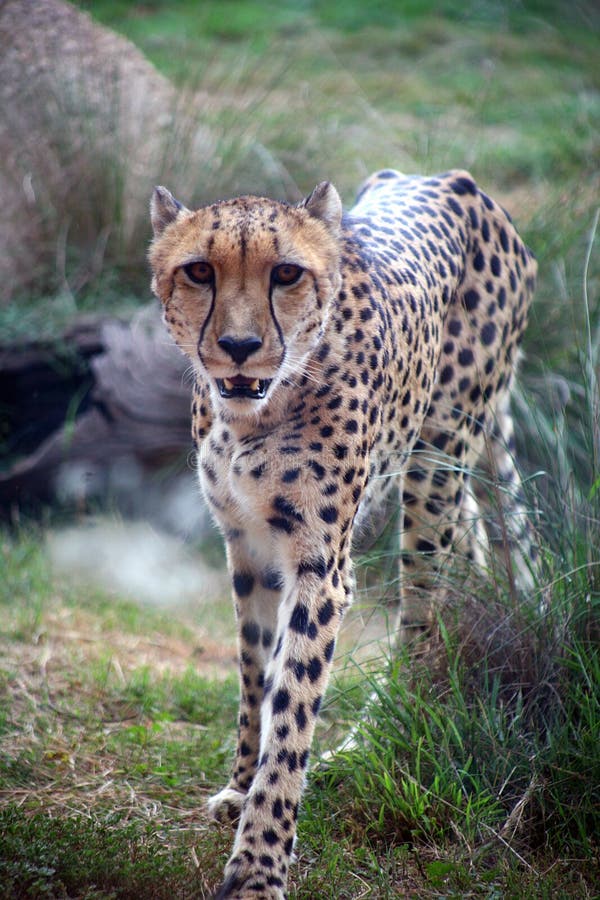 Cheetah stock image. Image of cheetah, nature, spots - 14146889