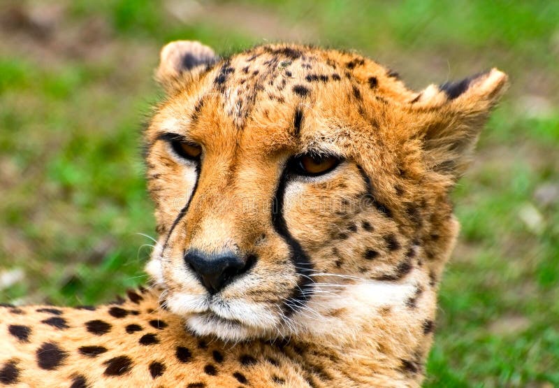 Cheetah stock photo. Image of africa, mammal, majestic - 14166116