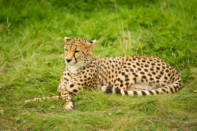 Cheetah stock photo. Image of selectivefocus, ears, cheetah - 16490370