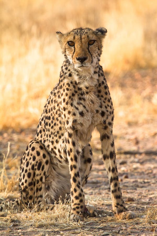 Cheetah stock image. Image of hunt, bush, mammal, hair - 18388719